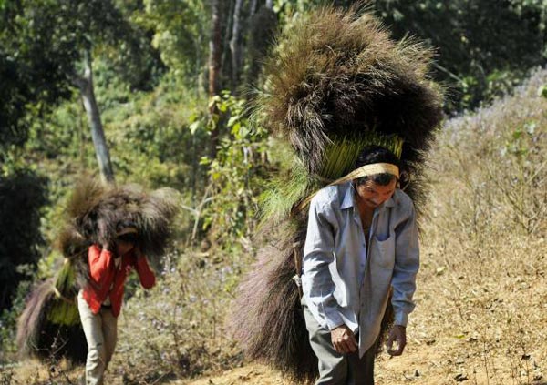 Nagaland’s Hill Broom Grass Set to Make its Presence Felt Nationally ...