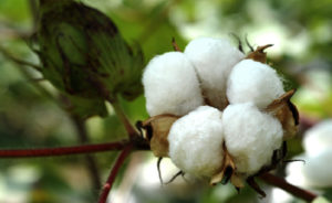 Scientists from NBRI Ready for Field Trials of Pest-Resistant Cotton ...